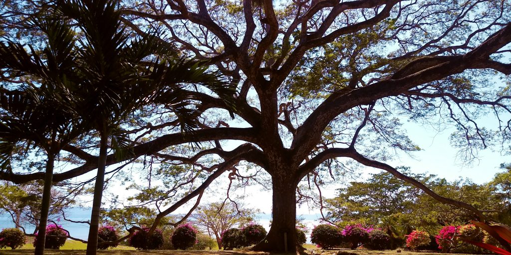 Guanacaste Tree | Interviajes Costa Rica